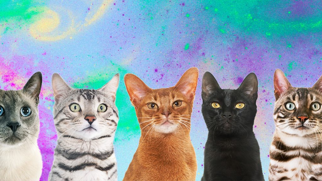 Significado das Cores dos Gatos no Mundo Espiritual