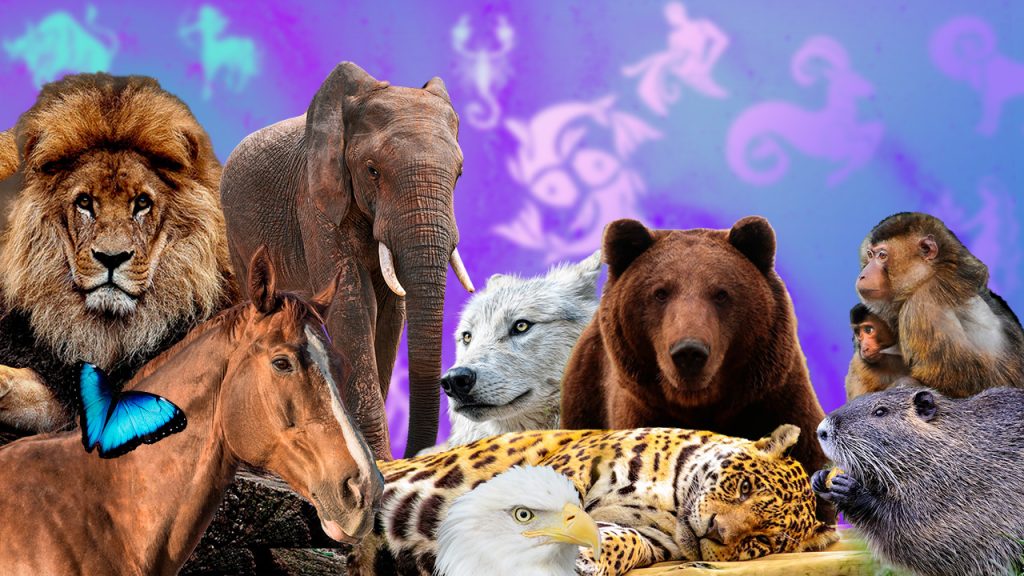 Animal de cada signo: Descubra qual combina com o seu
